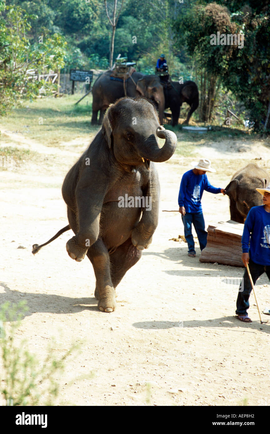 Animals That Walk On Two Legs