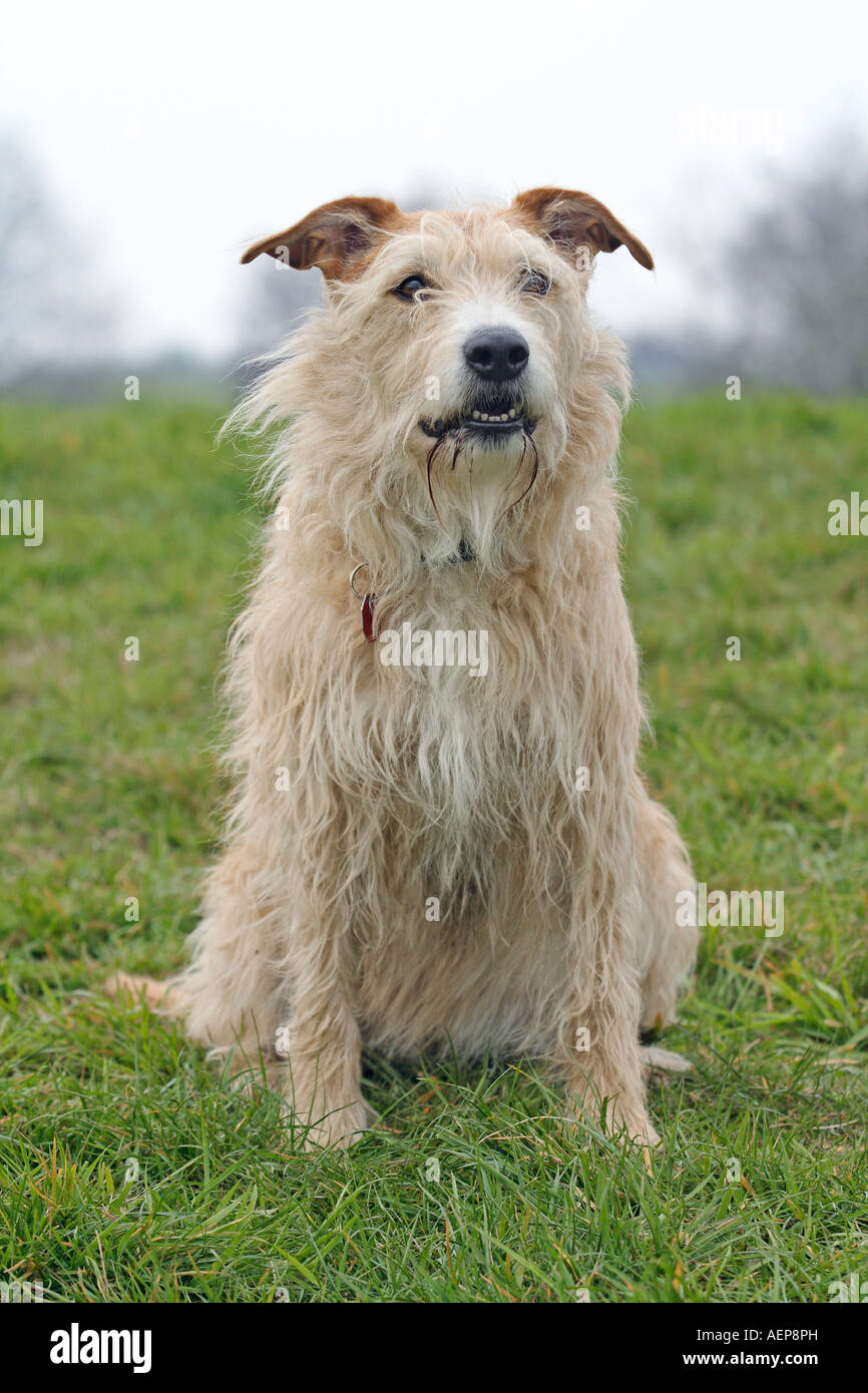 half breed dog - sitting on meadow Stock Photo - Alamy