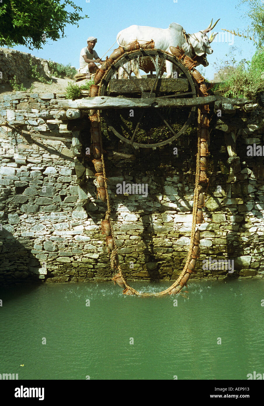 Buffalo powered Irrigation Stock Photo - Alamy