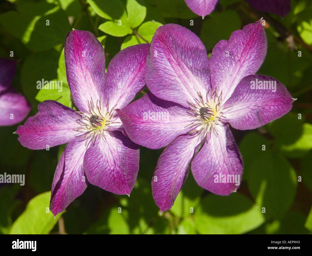 Two Violet Clematis flowers Stock Photo - Alamy