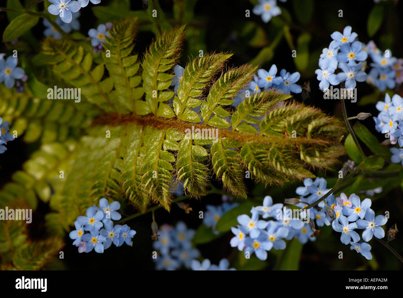 Ferns and forget-me-nots Stock Photo - Alamy