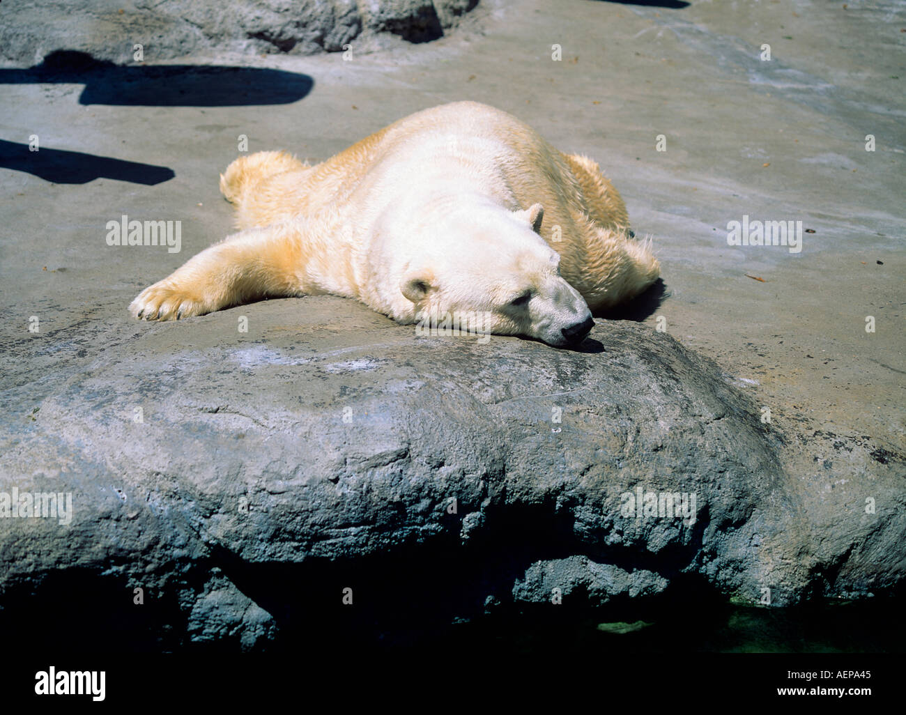 portrait of lazy polarbear at summerday Stock Photo - Alamy