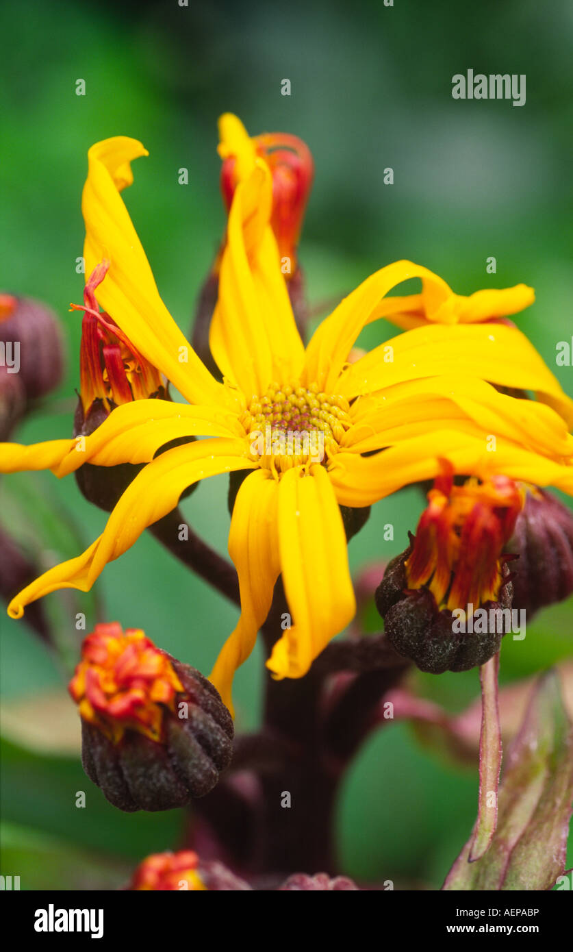 Ligularia leaf hi-res stock photography and images - Alamy