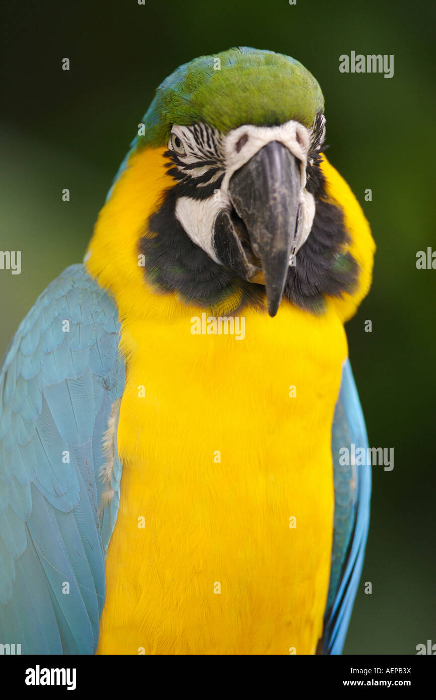 Blue & Yellow Macaw Stock Photo - Alamy