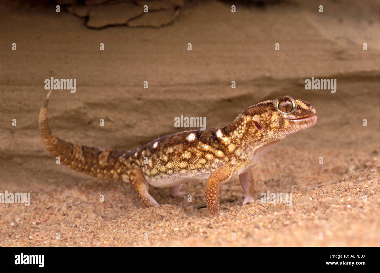 Namibia Namib desert: Sossusvlei Gecko on sand Stock Photo - Alamy