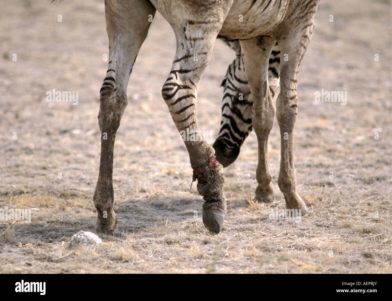 Faunae hi-res stock photography and images - Alamy