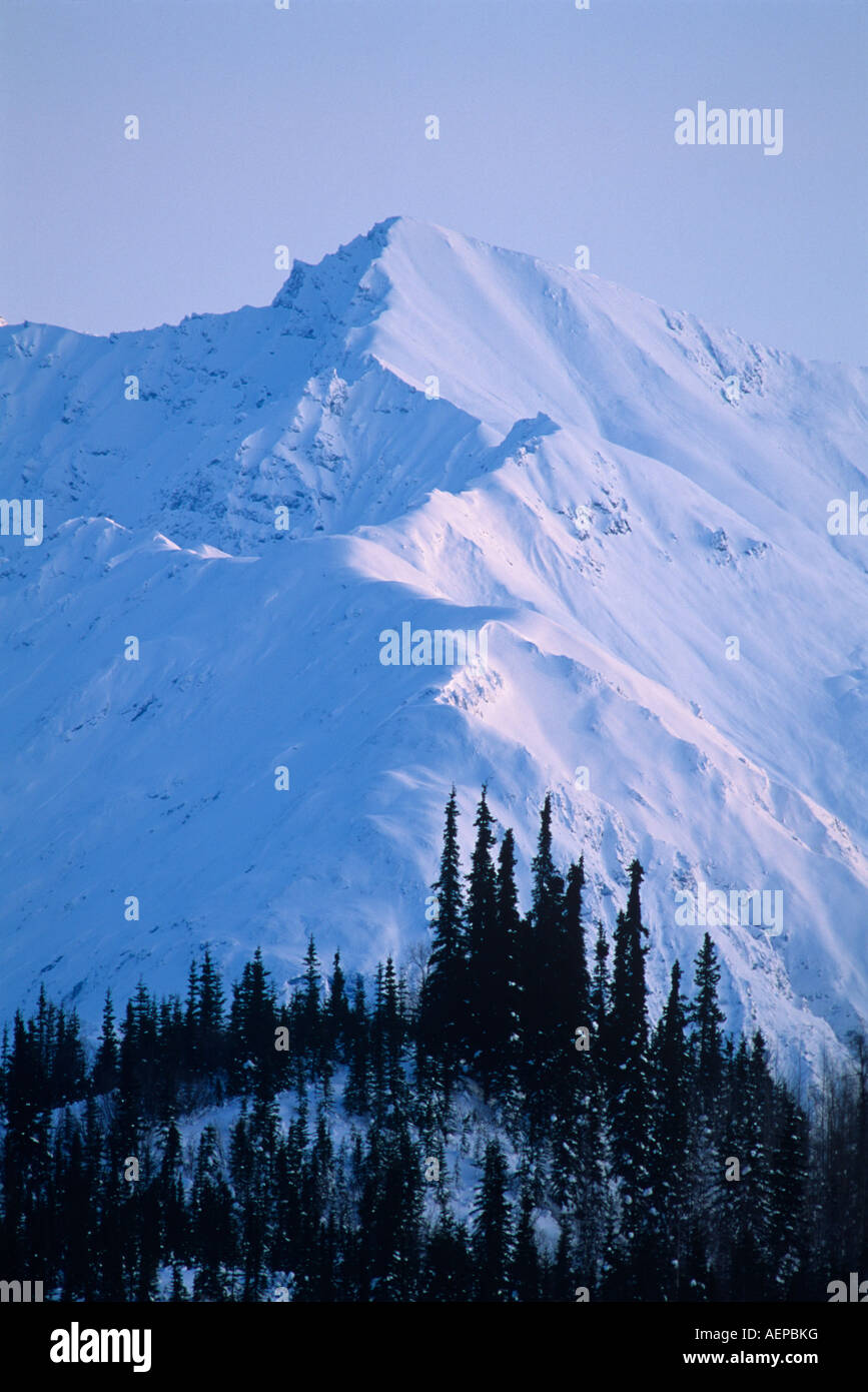 USA Alaska Spruce forest and snow covered ridgeline in Chugach Range ...