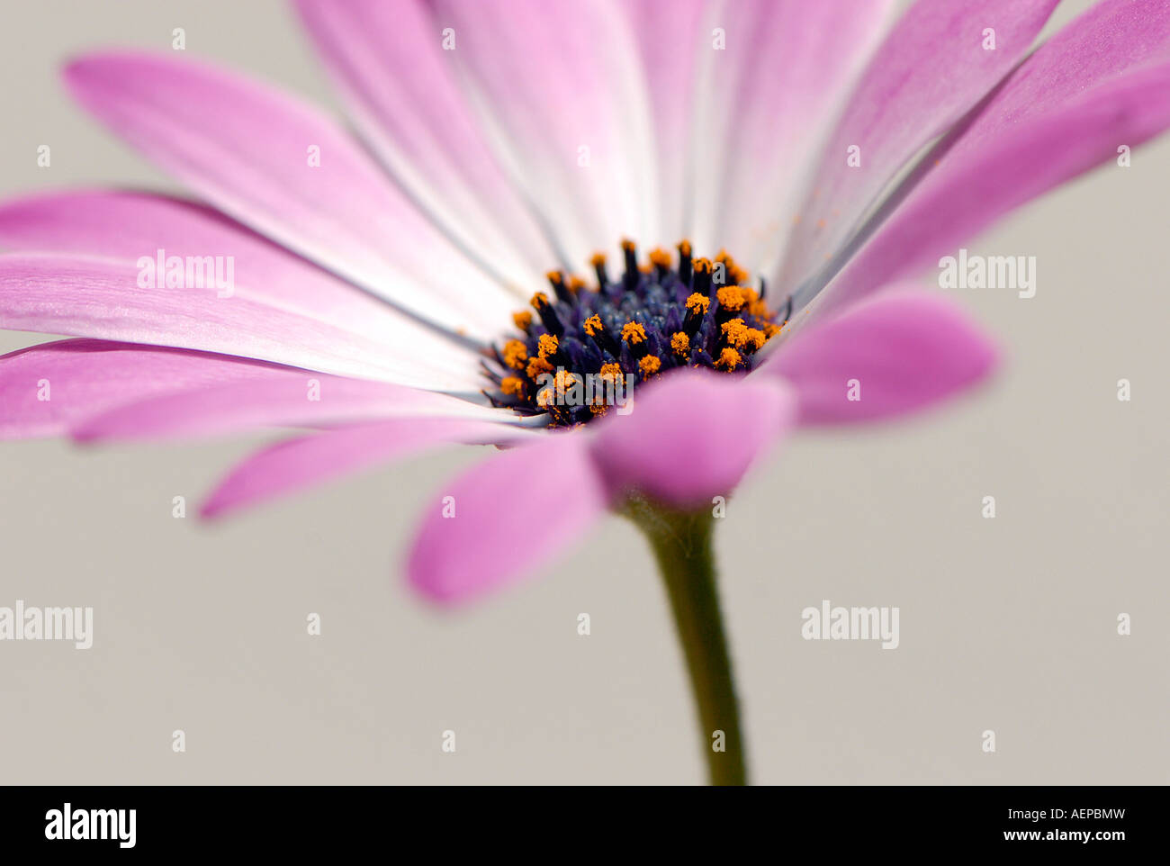 A single Pink Osteospermum flowerhead Stock Photo - Alamy