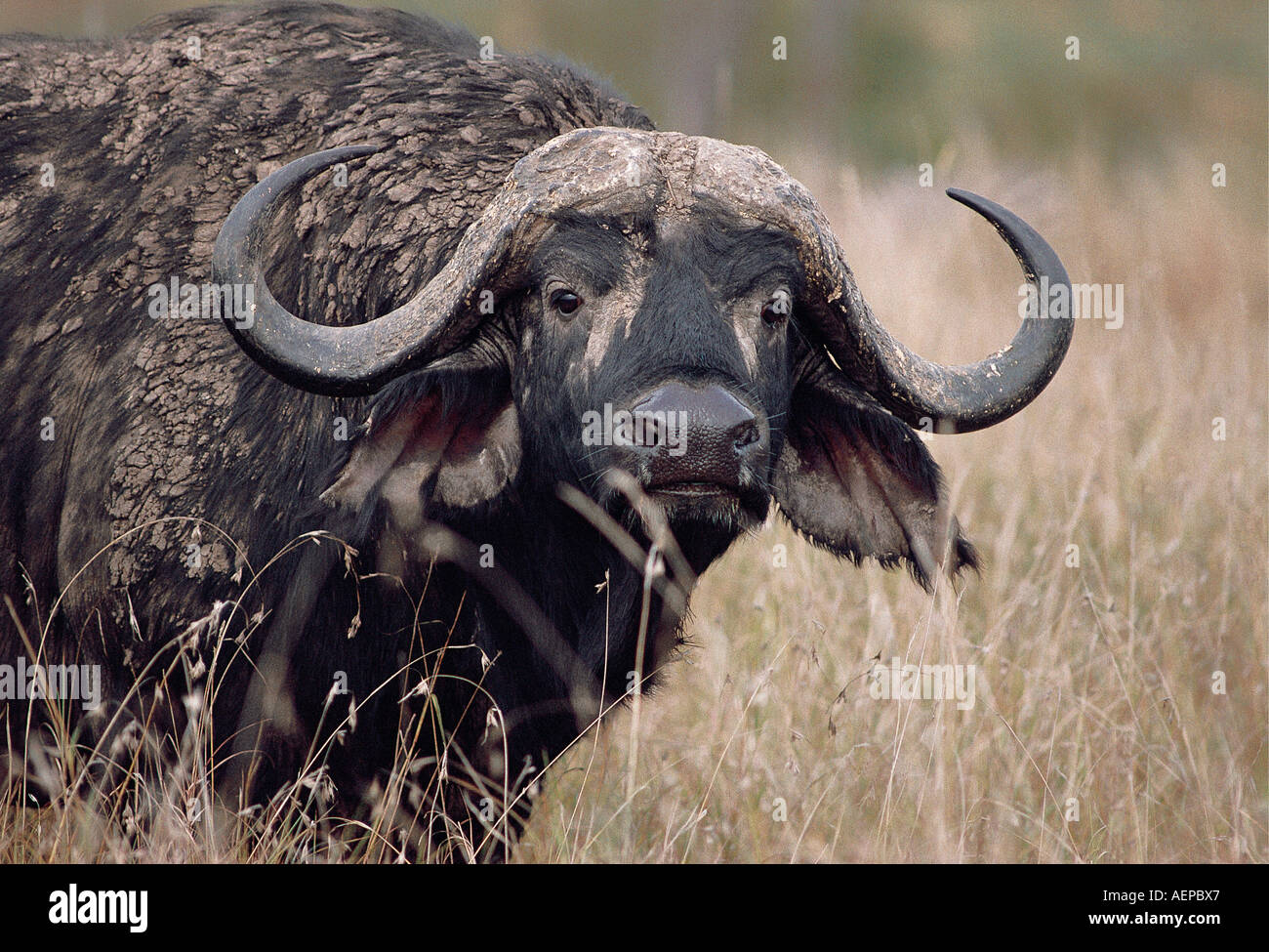 Cape buffalo chewing hi-res stock photography and images - Alamy