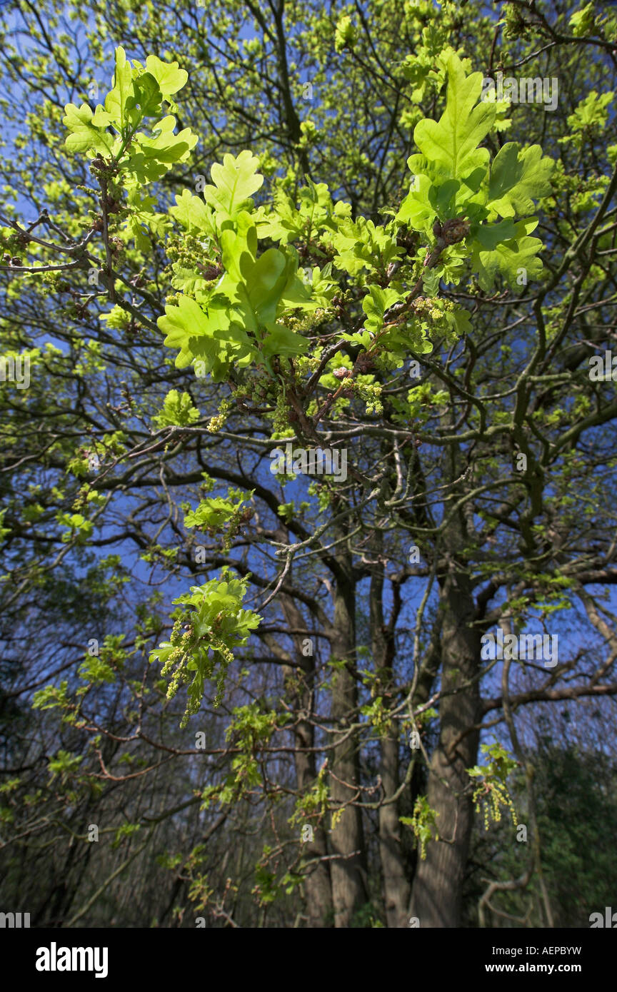 Common Oak Quercus robur in flower Kent England Stock Photo - Alamy