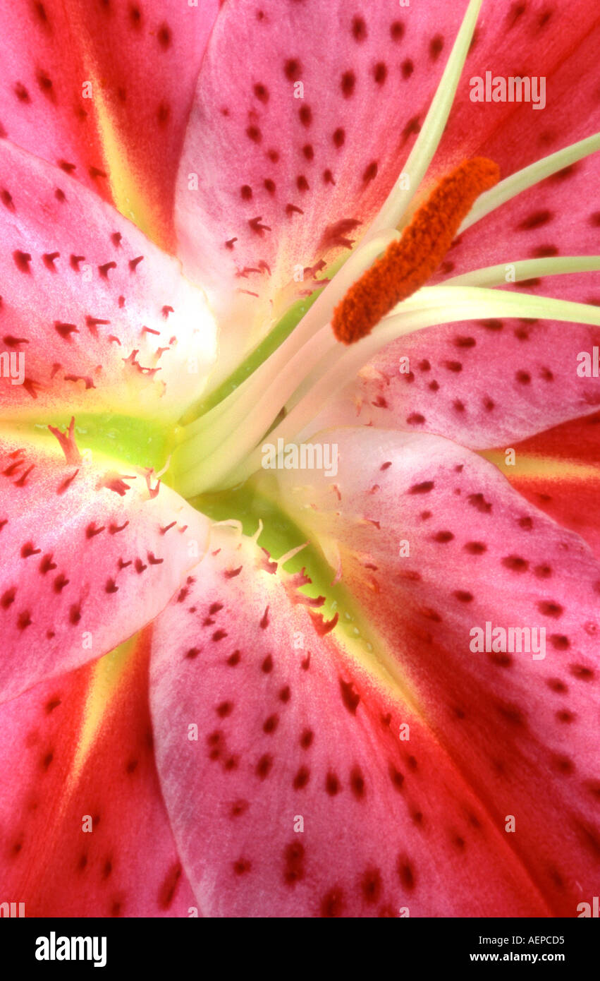 Spotted stargazer hi-res stock photography and images - Alamy