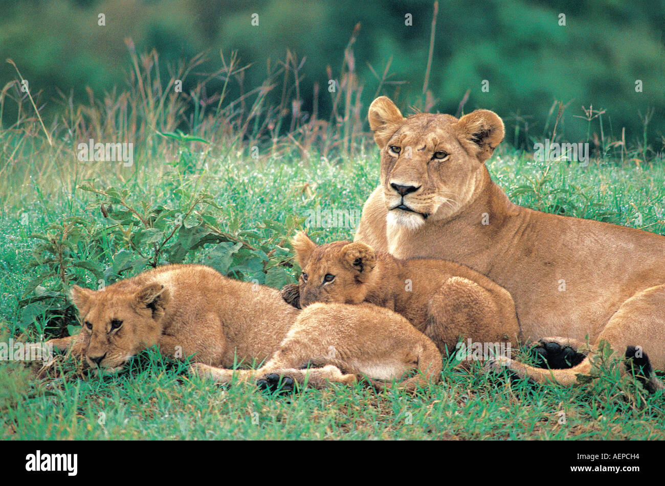 Lionesscubs hi-res stock photography and images - Alamy