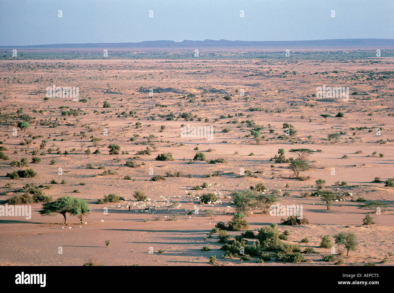 Sahel desert africa goats hi-res stock photography and images - Alamy