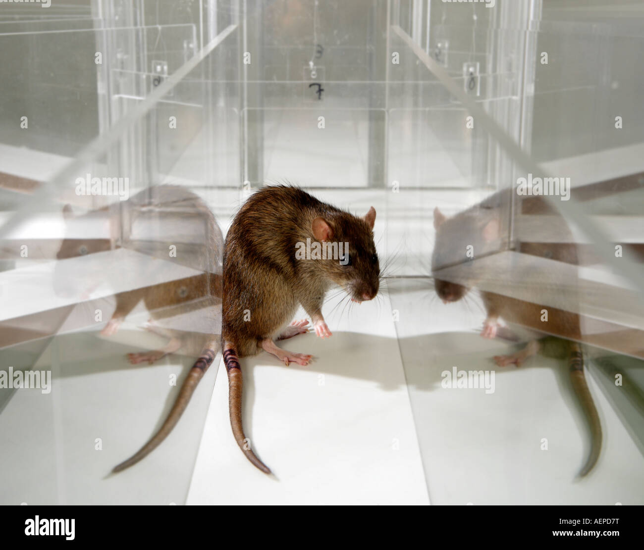 Lab Rat in psychology experiment glass maze in a science laboratory ...