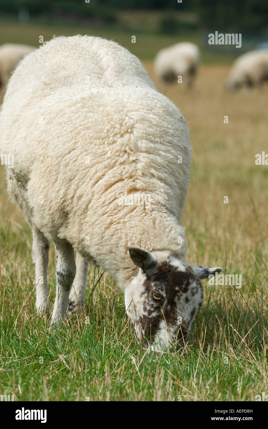 Sheep grazing, close-up. Vertical Stock Photo - Alamy