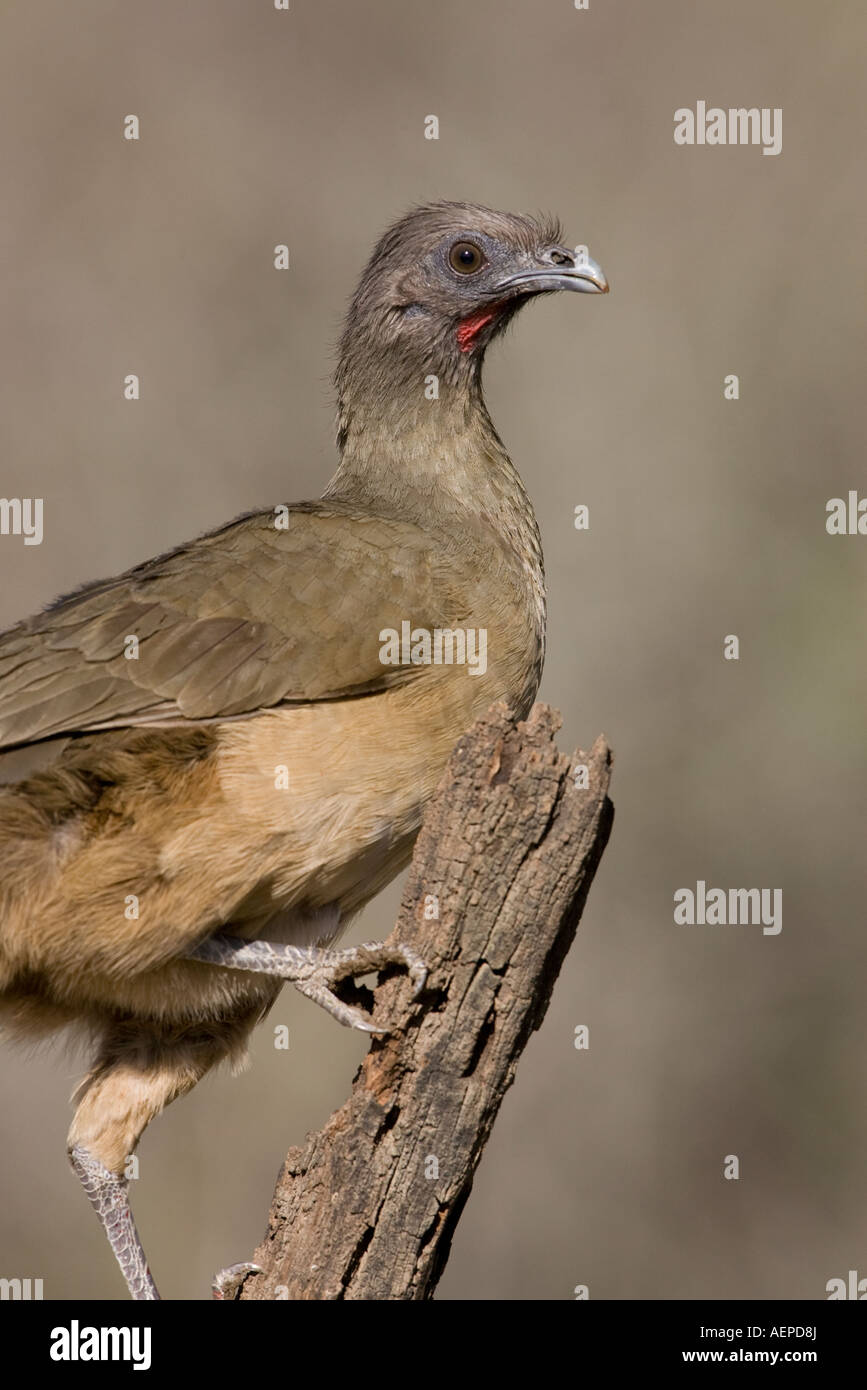 Chachalaca vetula hi-res stock photography and images - Alamy