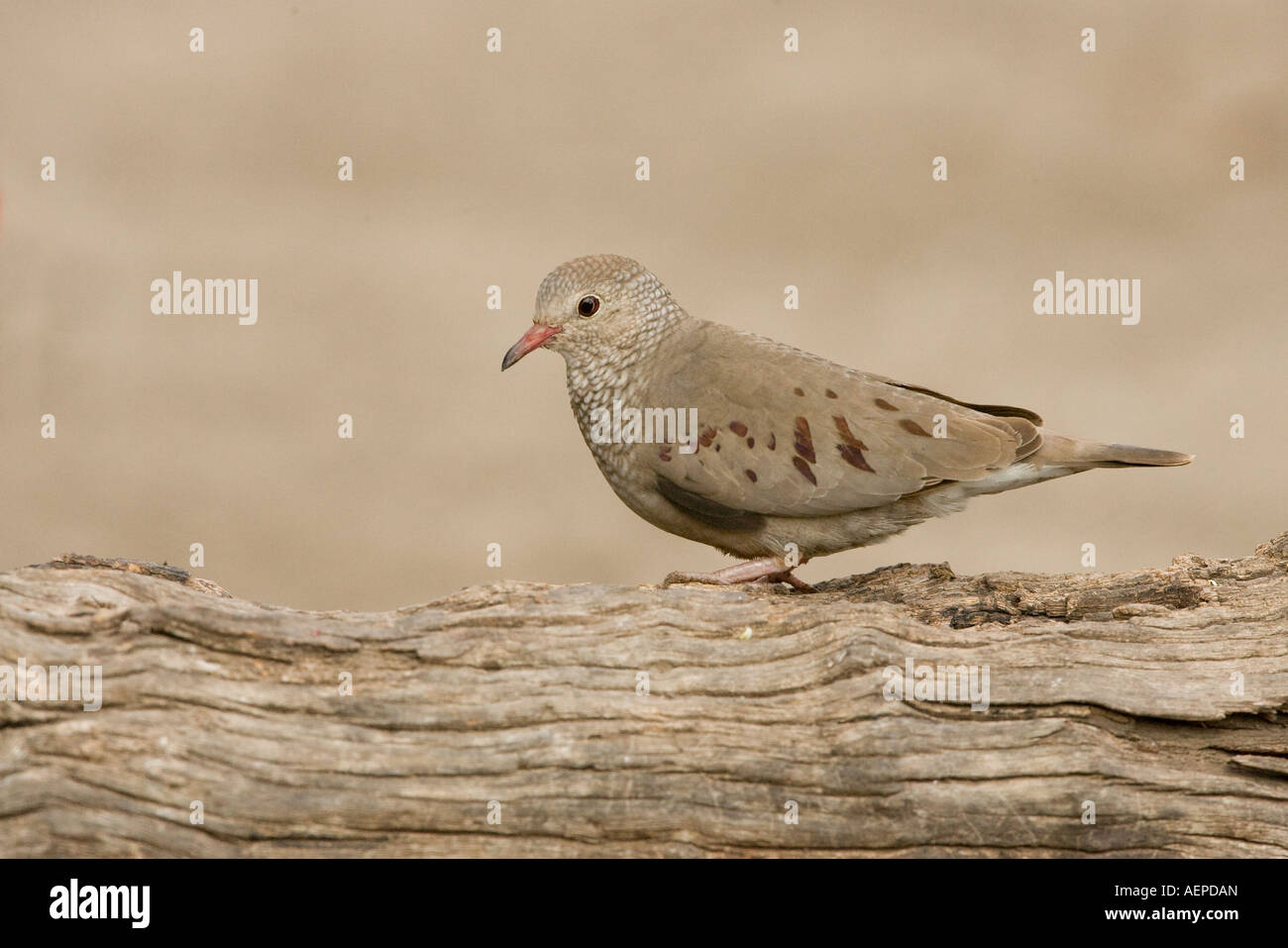 Common Ground Dove Stock Photo - Alamy