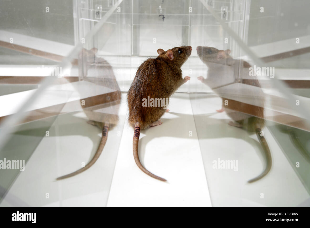 Lab Rat in psychology experiment glass maze in a science laboratory ...