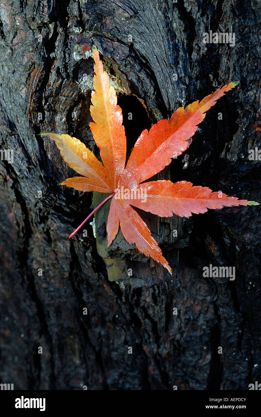 A single Acer palmatum Leaf Stock Photo - Alamy