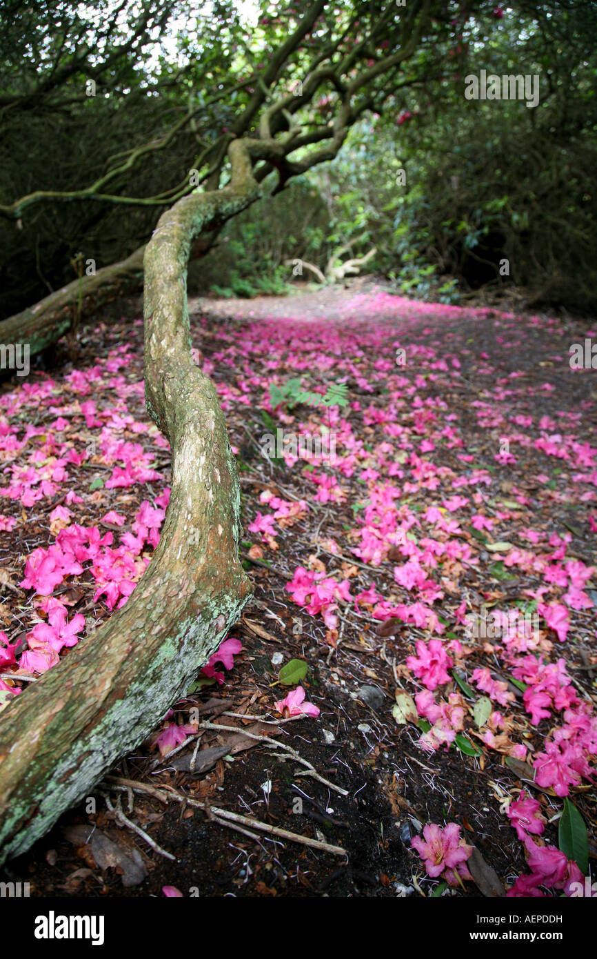 Carpet of fallen pink rhododendron flowers and tree trunk, Sheringham ...