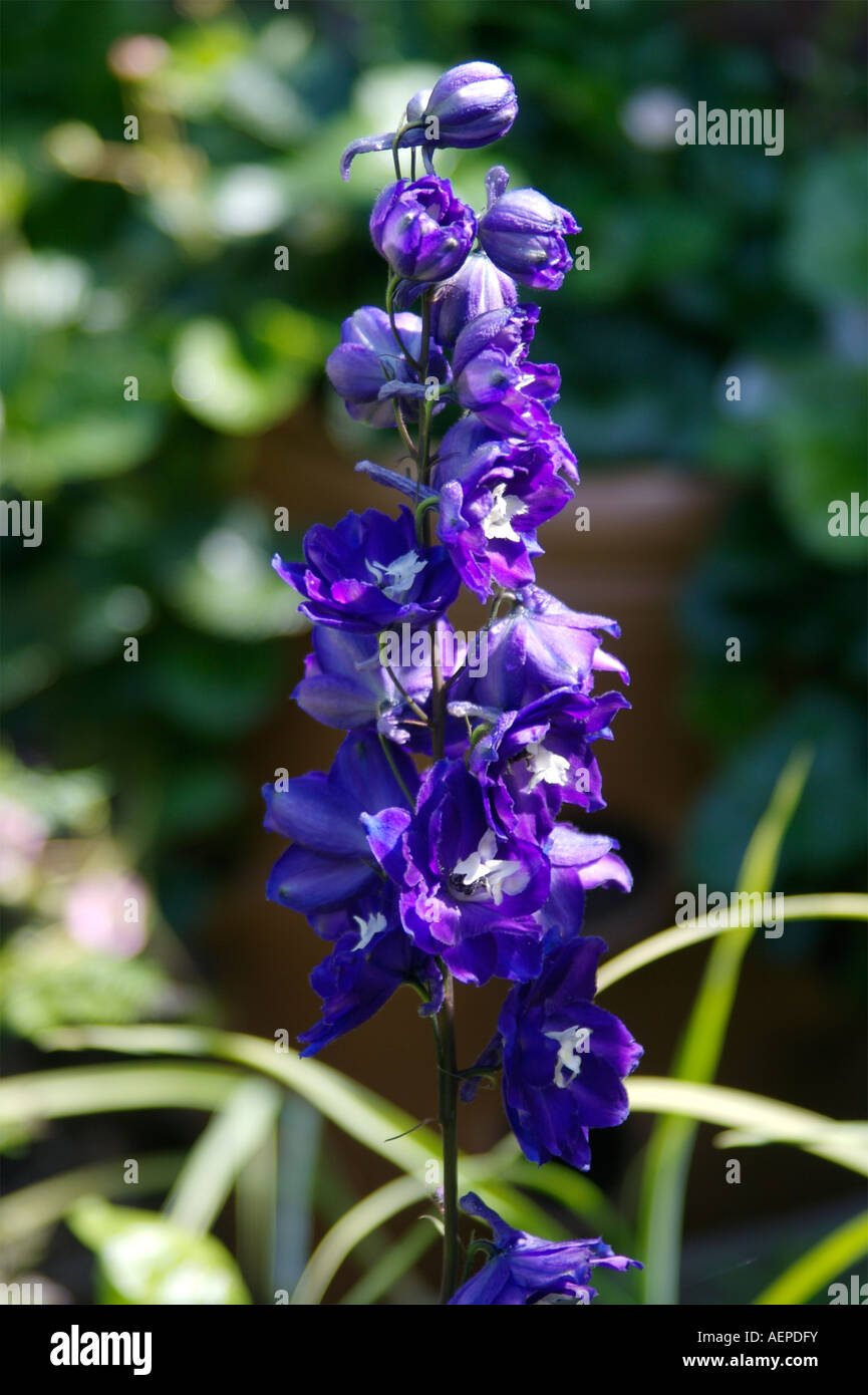 Delphiniums Blue Flowers Stock Photo - Alamy