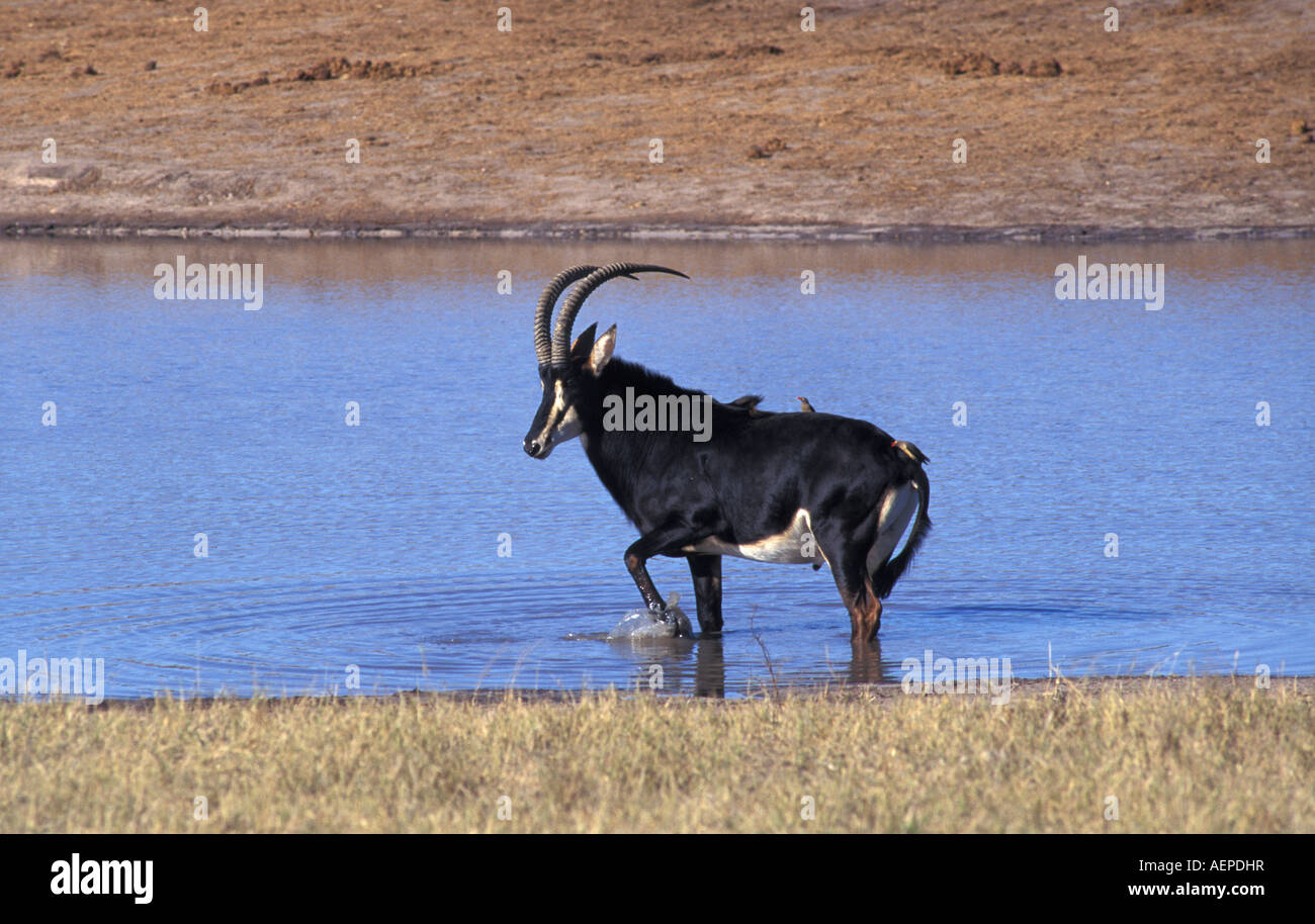 Zimbabwe Hwange National Park, Sable antelope standing in water Stock ...