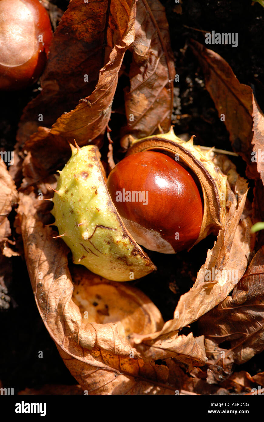 A Conker from a Horse Chestnut Tree latin name Aesculus hippocastanum ...