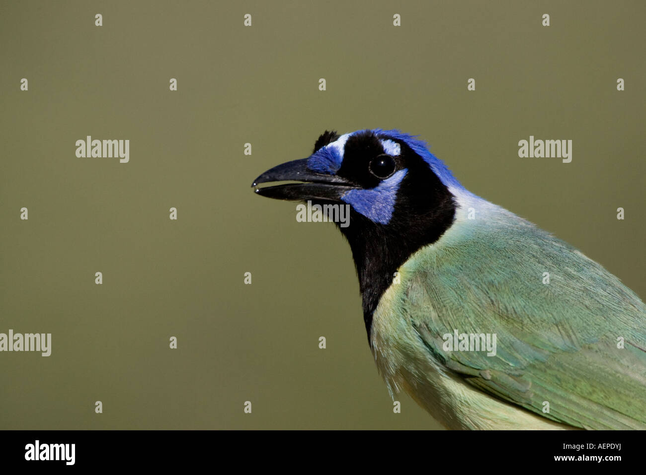 Green Jay Portrait Stock Photo - Alamy