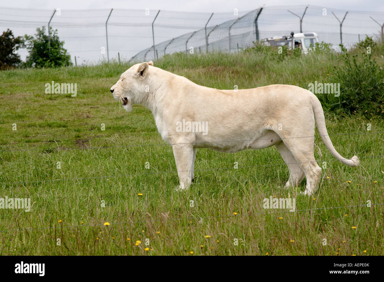 Female White Lion in captivity Stock Photo - Alamy