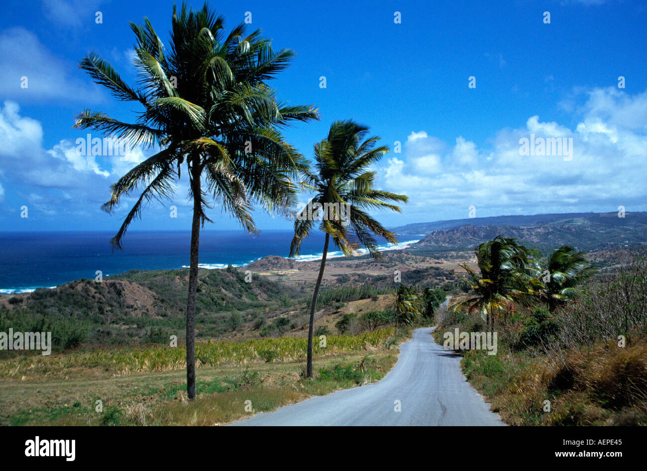 country road at eastcoast island of barbados archipelago of the lesser ...