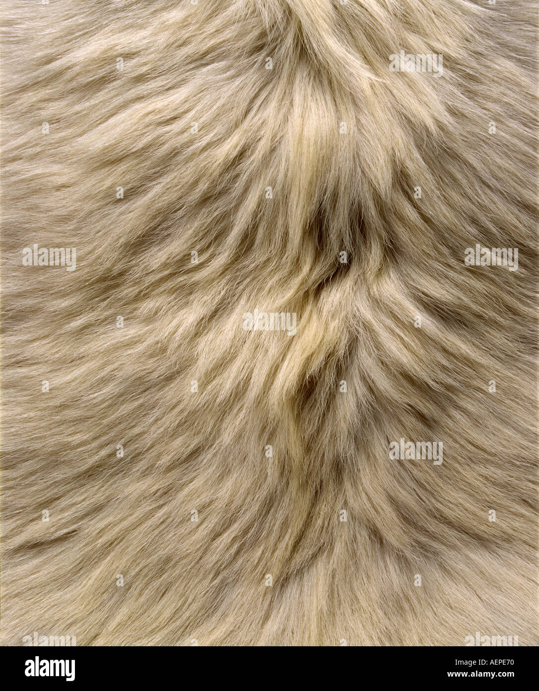 Goatskin High Resolution Stock Photography and Images - Alamy