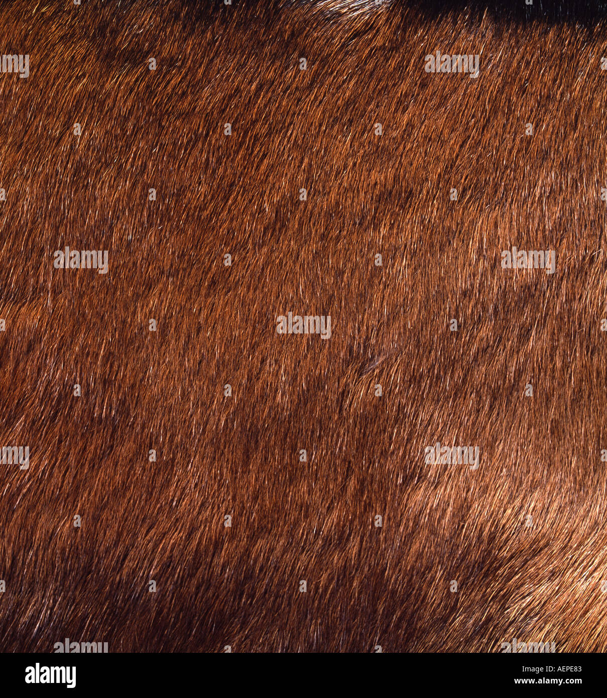 Natural brown African goatskin Stock Photo - Alamy