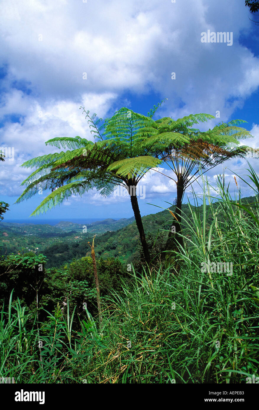 tree ferns island of saint lucia archipelago of the lesser antilles ...