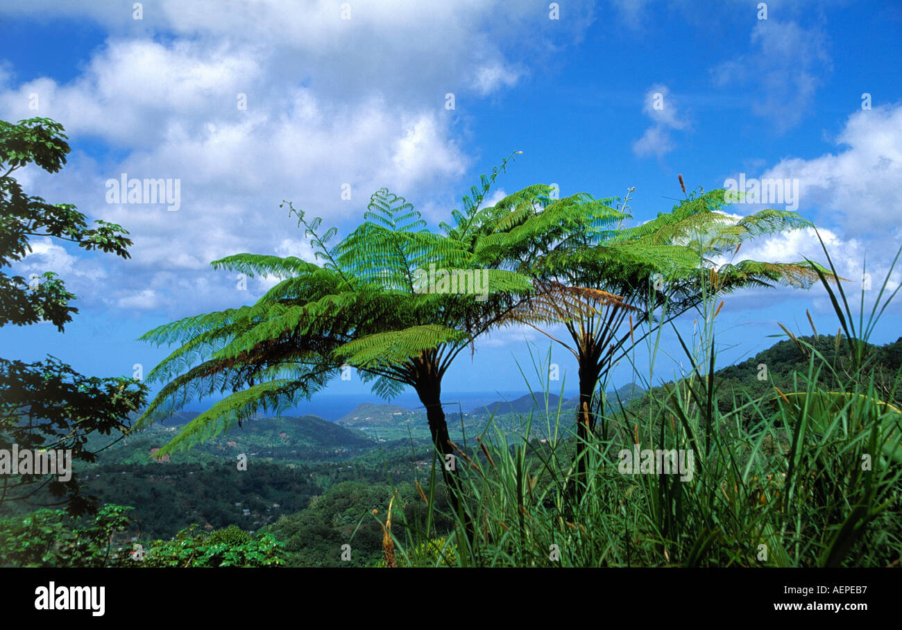 tree ferns island of saint lucia archipelago of the lesser antilles ...