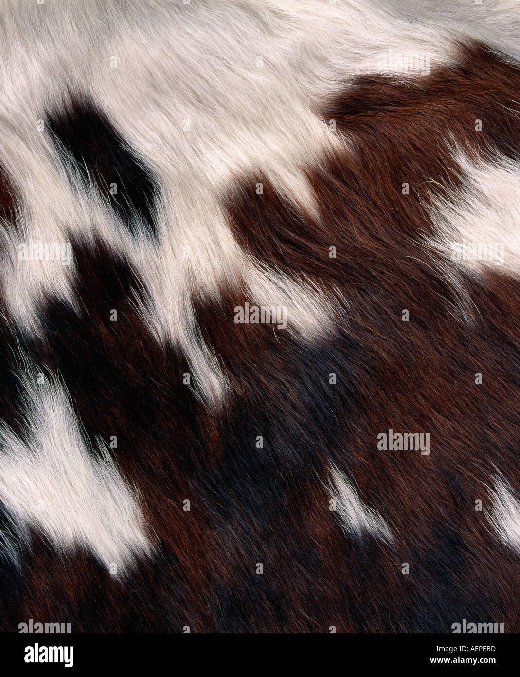 Skinned cow hi-res stock photography and images - Alamy