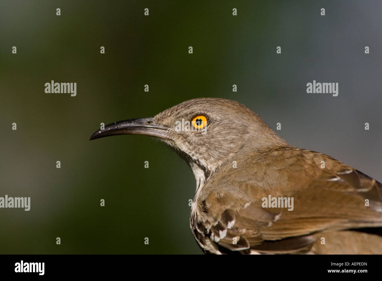 Long billed Thrasher Portrait closeup Stock Photo - Alamy