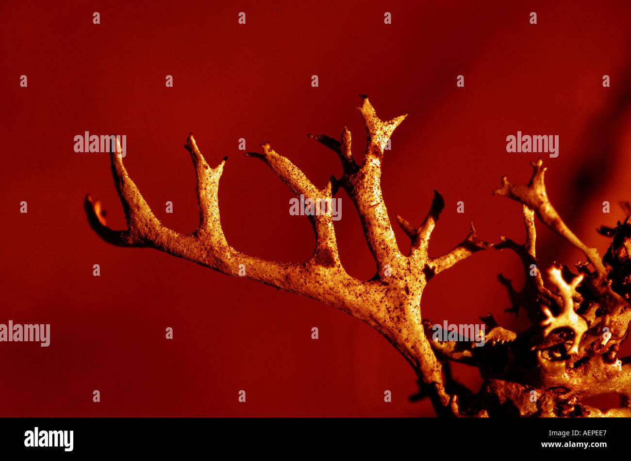 Paradox tree hi-res stock photography and images - Alamy