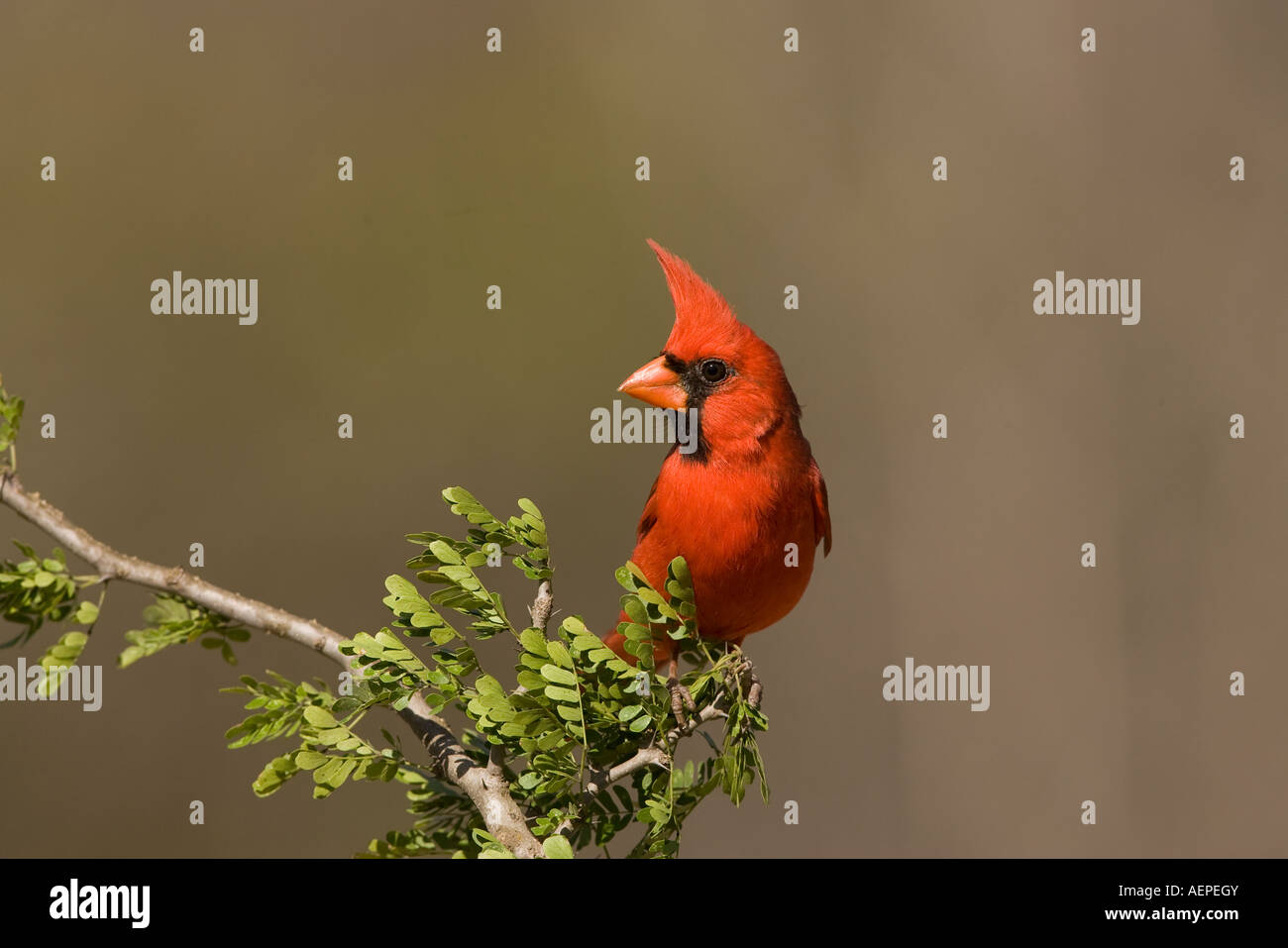 Northern Cardinal Male Stock Photo - Alamy
