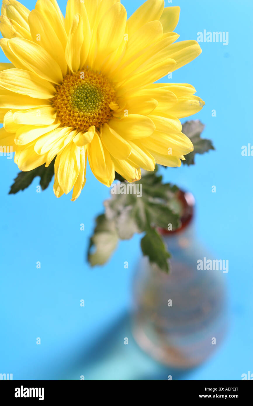 Single Daisy Yellow Stock Photo - Alamy