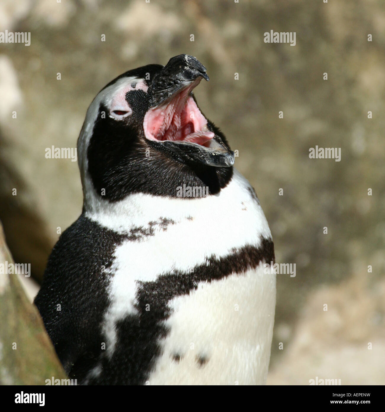 Head of a Penguin (Brillenpinguin) - Spheniscus demersus Stock Photo ...