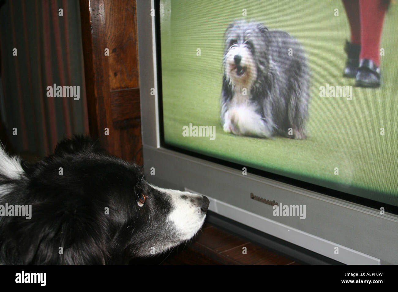 Dog watching tv hi-res stock photography and images - Alamy