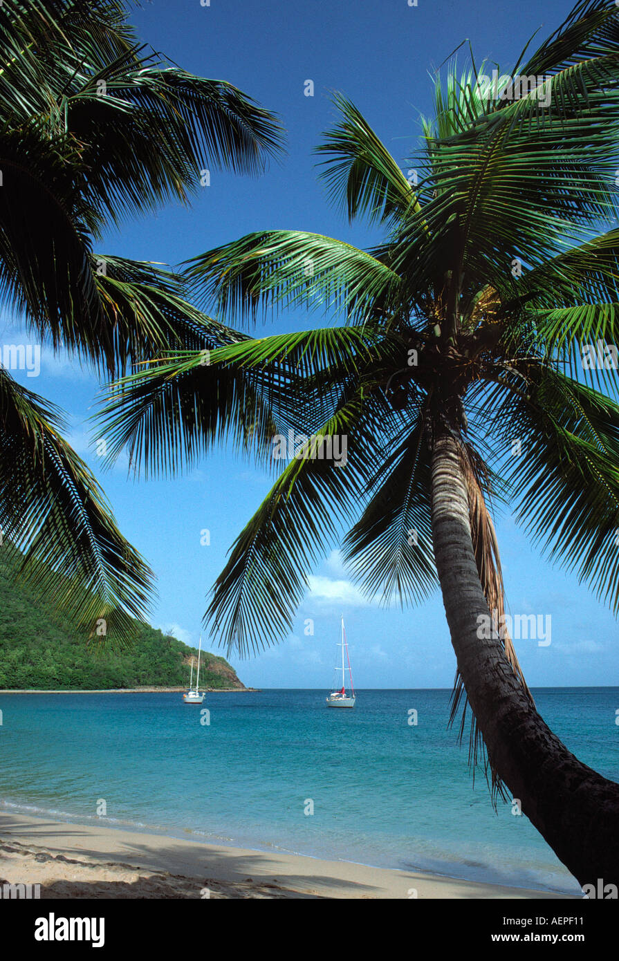 mooring sailing boats island of saint lucia archipelago of the lesser ...