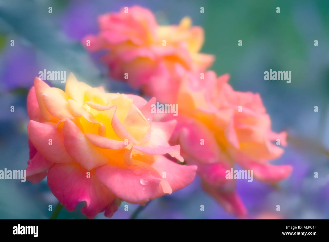 Rose trio. Rosa Rio Samba Stock Photo - Alamy