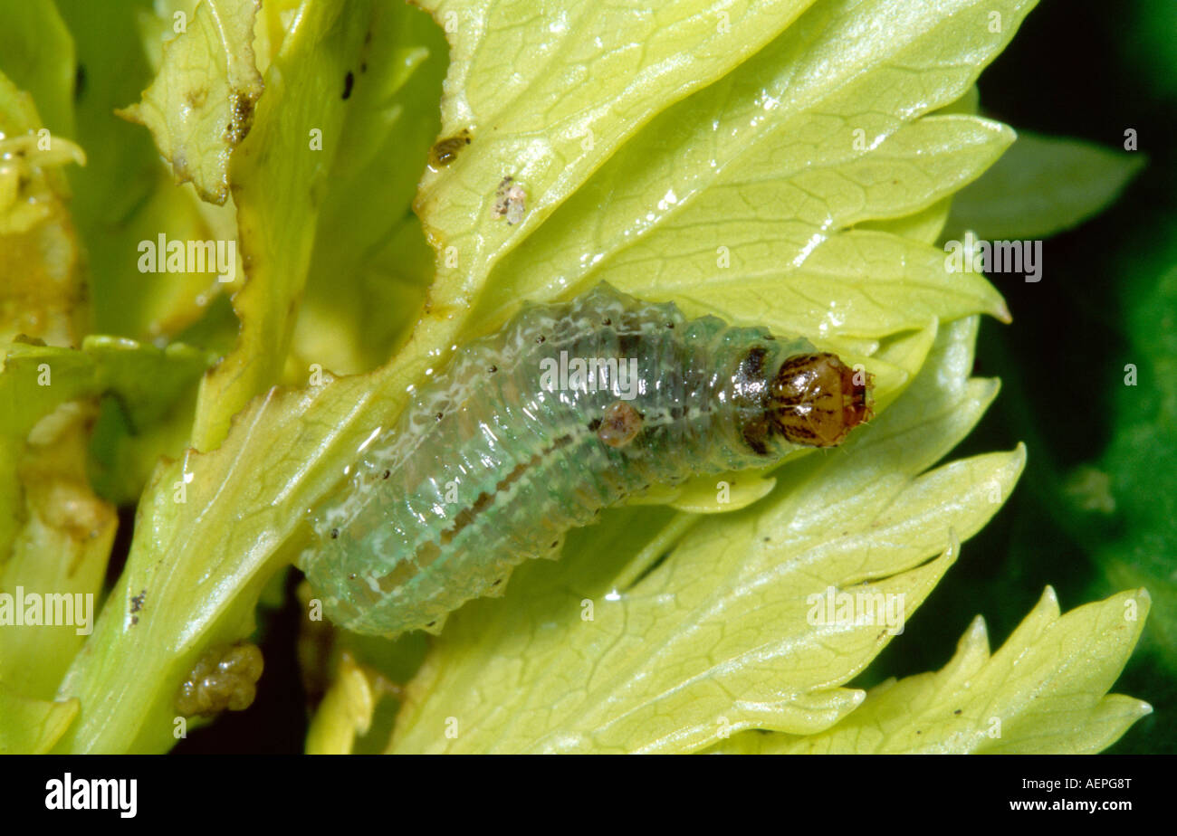 Vegetable weevil larva Stock Photo - Alamy