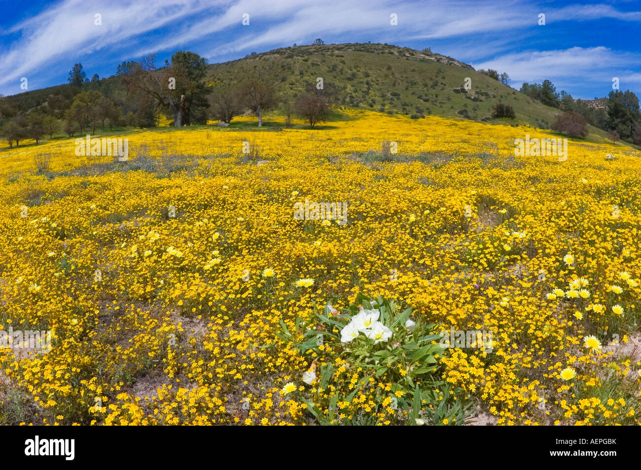 Evening Primrose Goldfields Coastal Tidy Tips and California Dandelion ...