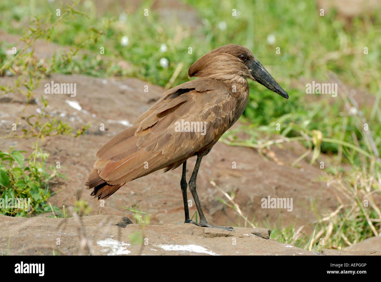 Lightning Bird High Resolution Stock Photography and Images - Alamy