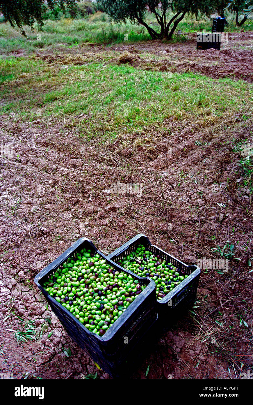 Olives in plastic box hi-res stock photography and images - Alamy