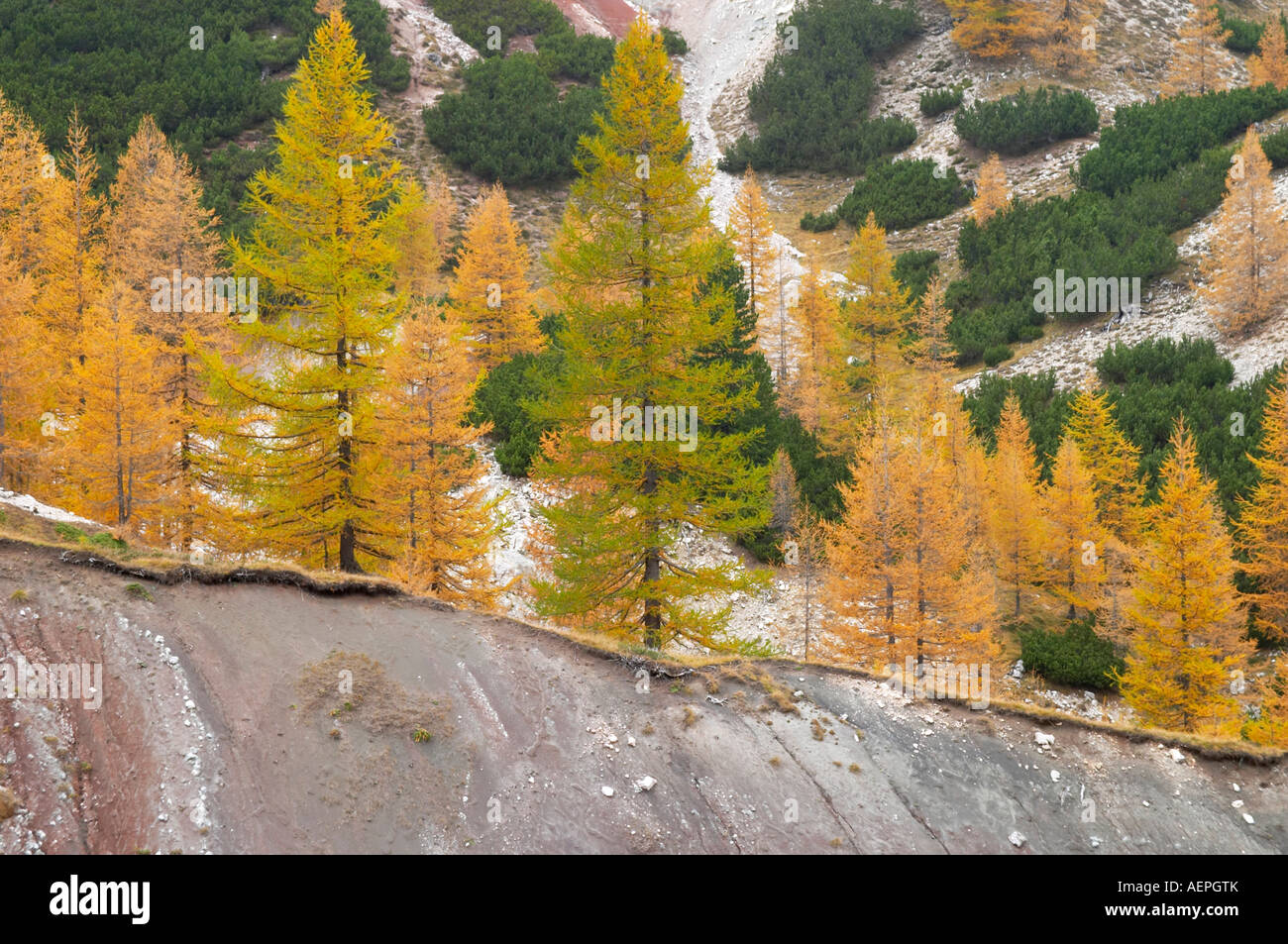 Larch trees in autumn Stock Photo - Alamy