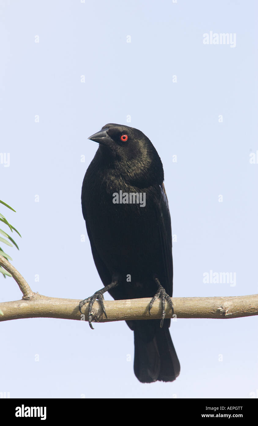 Bronzed Cowbird Male Stock Photo - Alamy