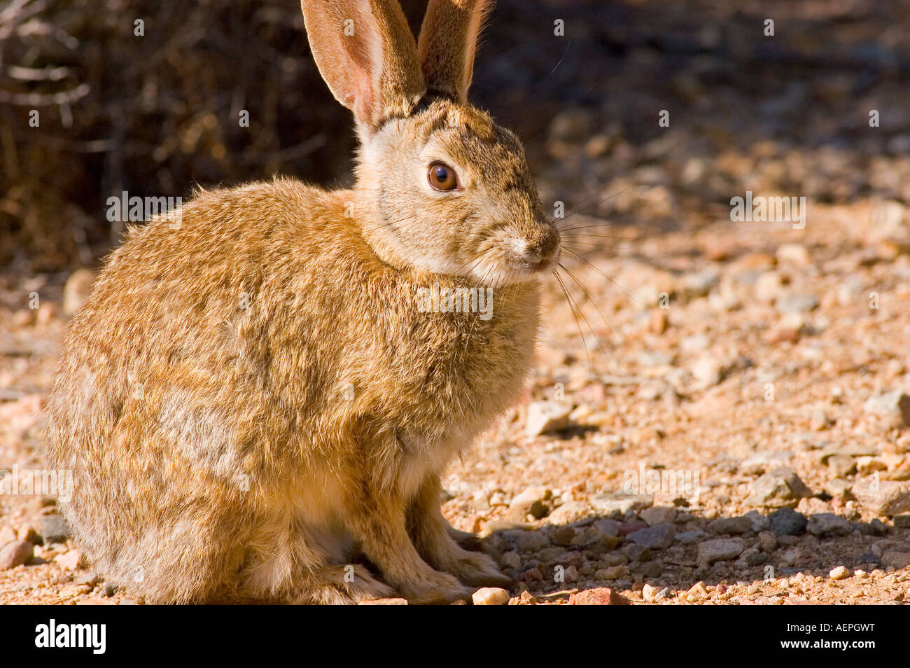 Desert cottontail rabbit Sylvilagus audubonii Carrizo Plain National ...